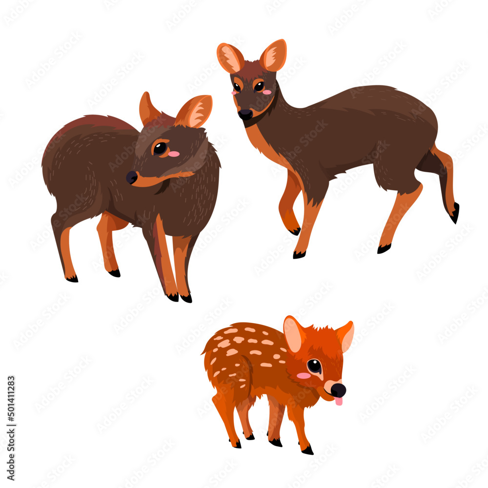The pudus collection. The southern pudu near threatened species Stock ...