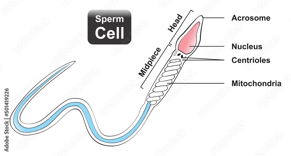 Naklejka Sperm cell infographic diagram parts structure head acrosome ...