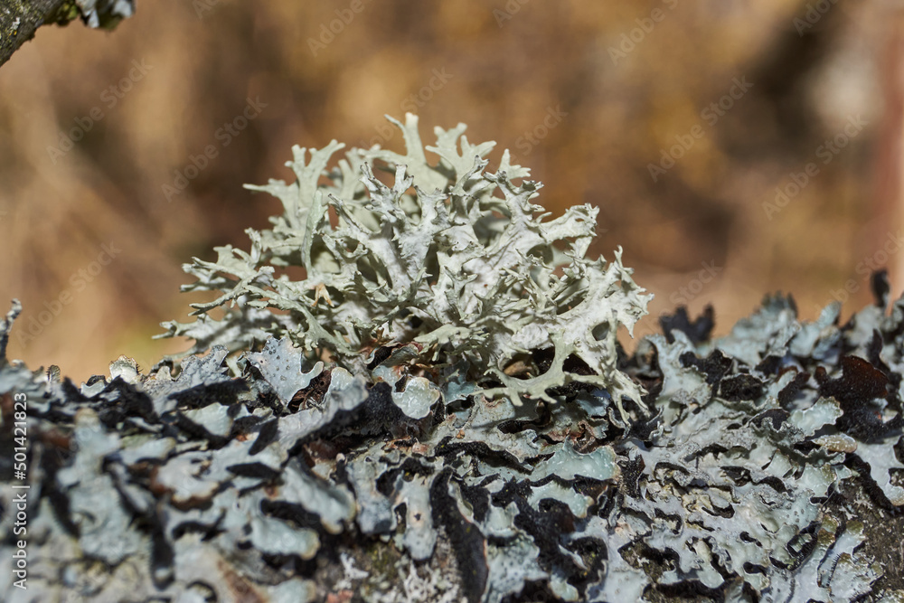 Parmelia sulcata (lat. Parmelia sulcata) - type of lichen genus ...