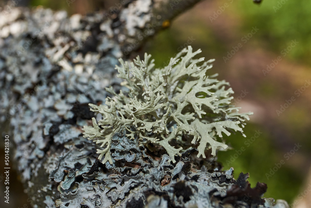 Parmelia sulcata (lat. Parmelia sulcata) - type of lichen genus Parmelee (Parmelia) family ...