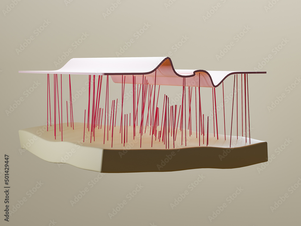 3d render of old and young skin, skin anatomy with collagen and ...