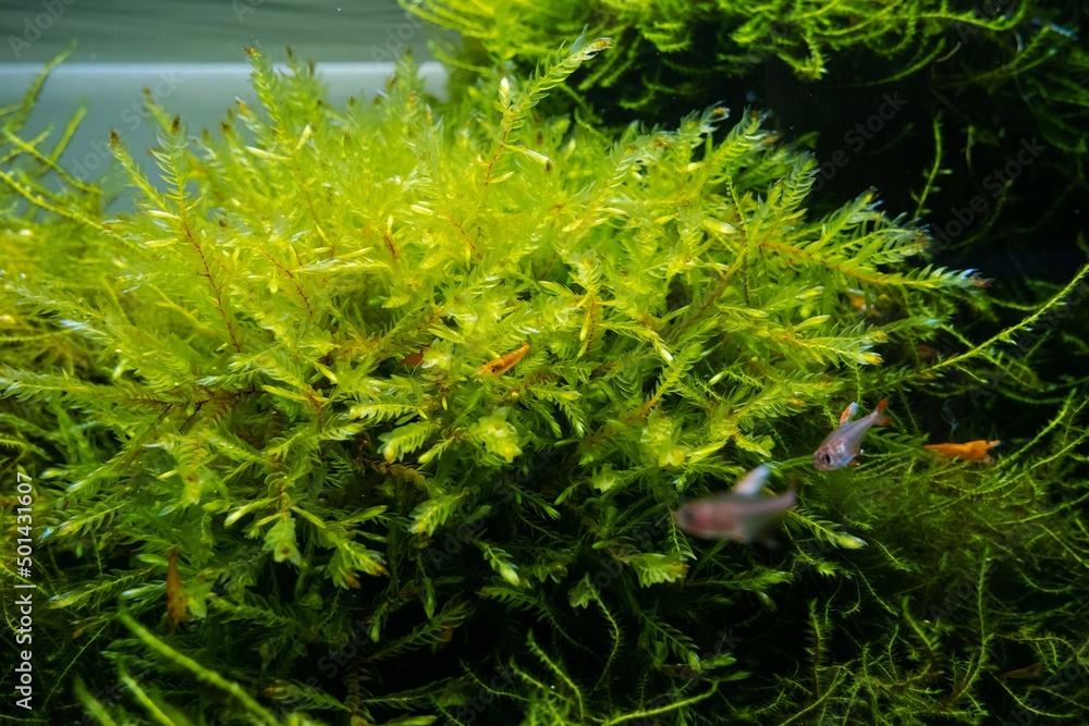 big bush of common water moss and aquatic plants in a beautiful ...