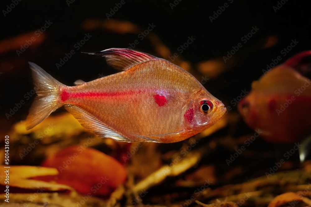 dominant male of bleeding heart tetra, neon glowing colors shine in low ...