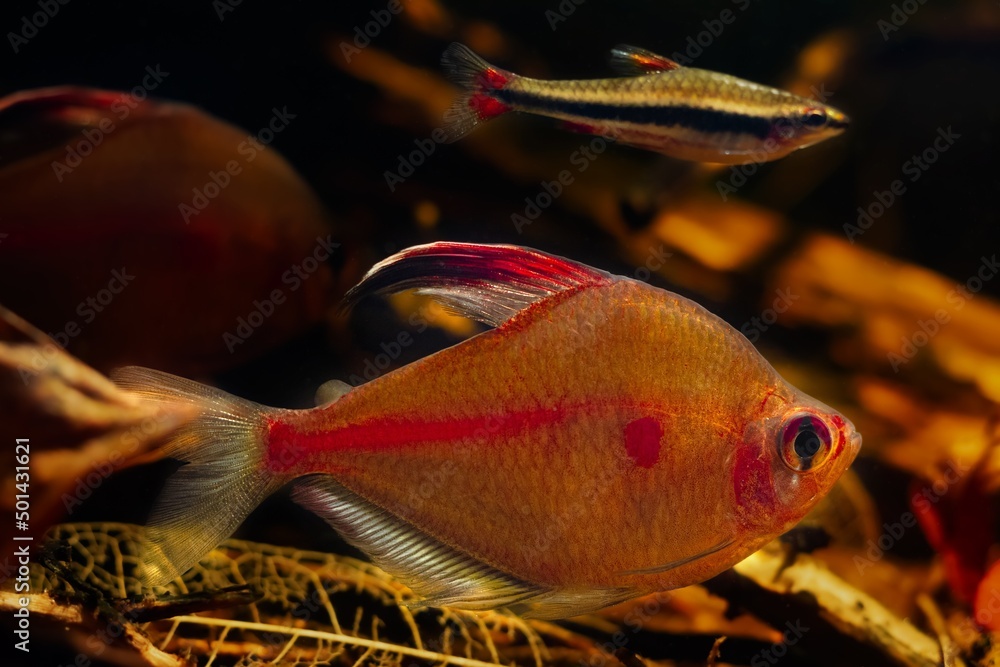 bleeding heart tetra male and golden pencilfish friendly neighbour ...
