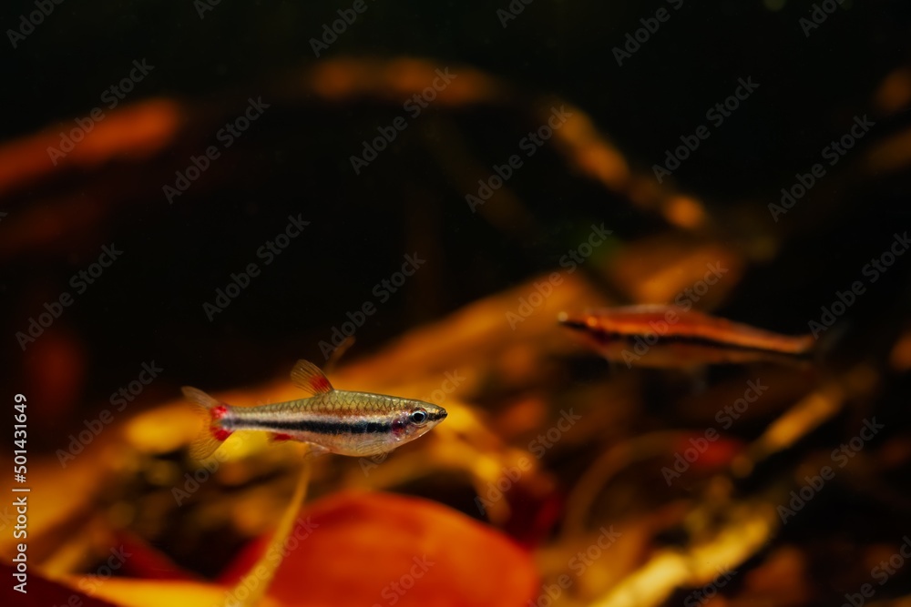juvenile pencilfish, popular schooling species in biotope aquarium, low ...