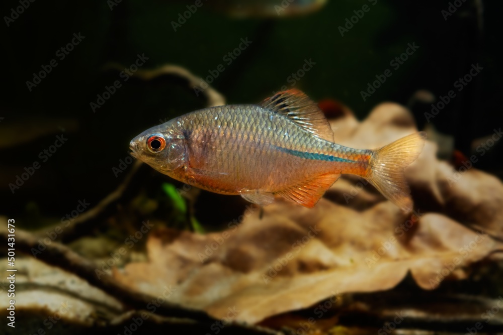 wild caught bitterling male in bright spawning coloration, oak leaf ...