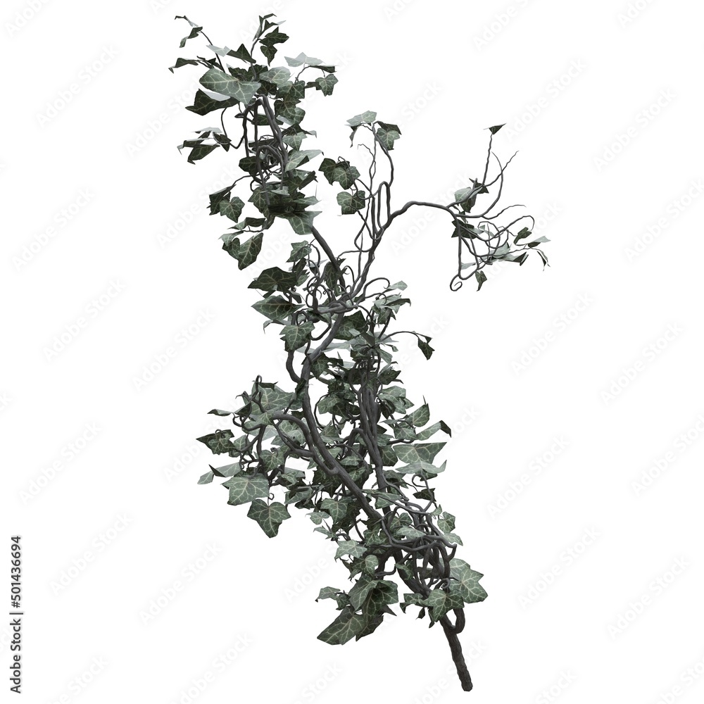 Climbing plants creepers vine isolated on white background 3d ...