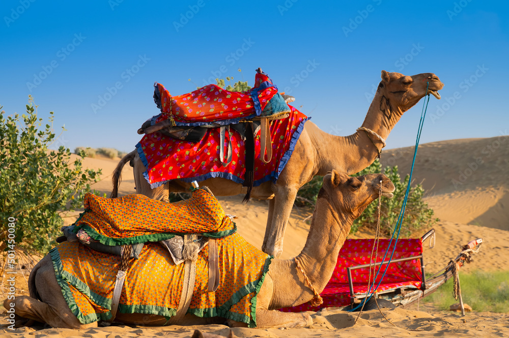 Thar Desert Animals