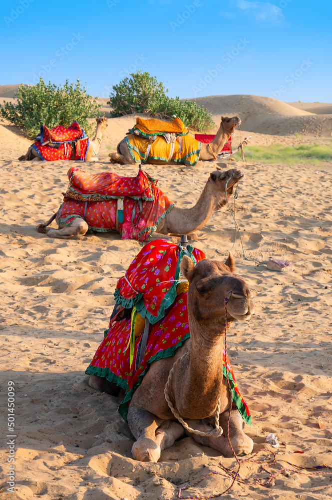 Thar Desert Animals