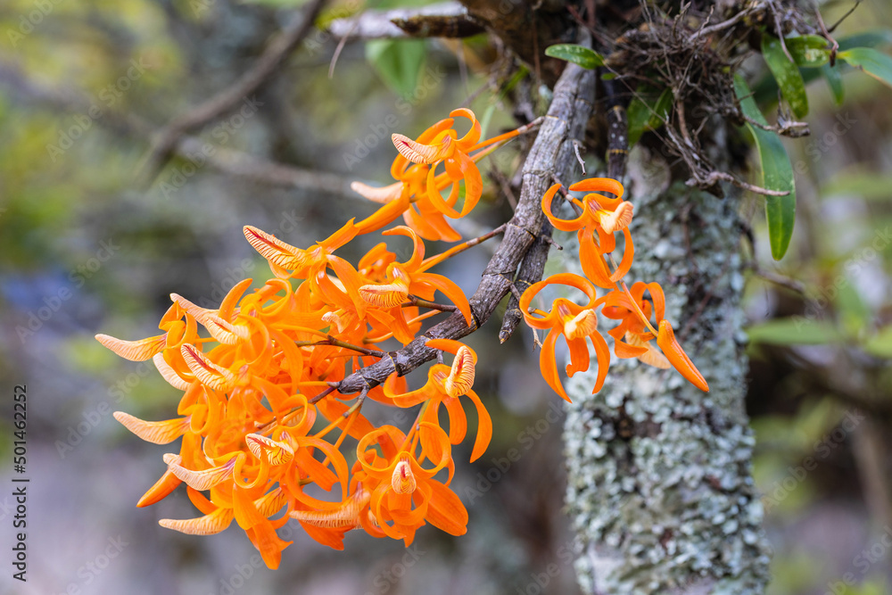 Dendrobium unicum Seidenf. Beautiful rare wild orchids in tropical ...