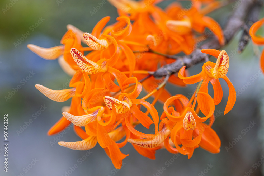 Dendrobium unicum Seidenf. Beautiful rare wild orchids in tropical ...