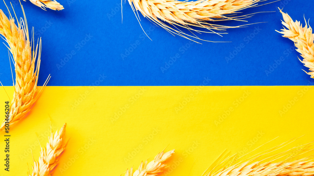 Ukraine wheat grain background. Ukrainian symbol with wheat grain ear ...