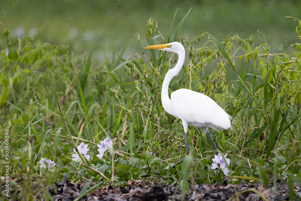 Aves de costa rica en su entorno natural en libertad Stock Photo ...