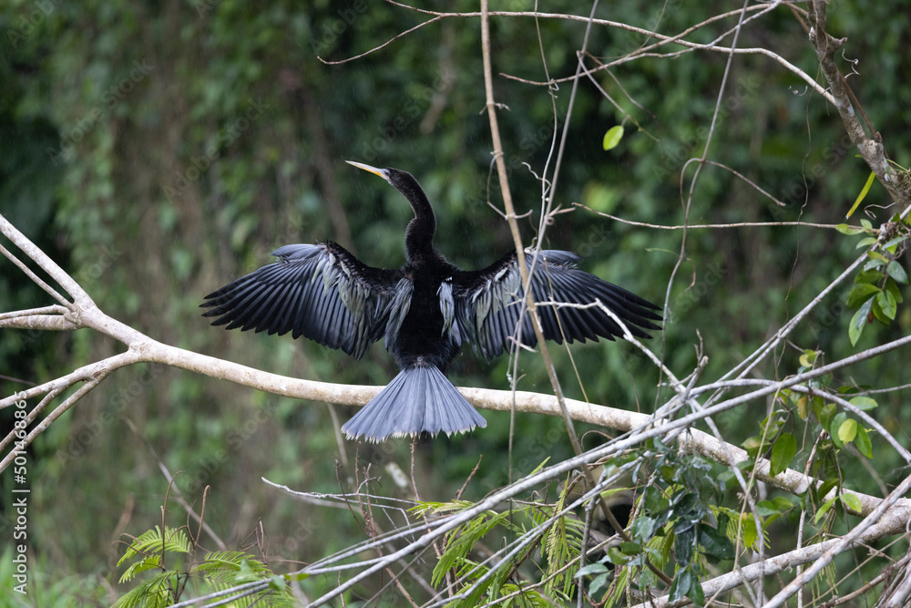 Aves de costa rica en su entorno natural en libertad Stock Photo ...