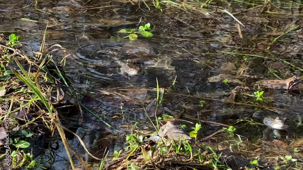 Frogs sit in a pond or puddle, bask in the sun, play, jump, swim ...