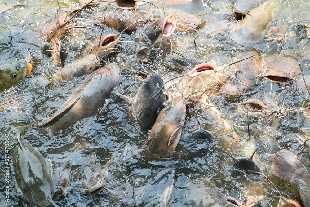 Catfish eating food on the catfish farm, feeds many freshwater fish ...