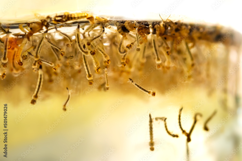 Macro photo of Thousand of mosquito larvae floating on water, photo ...