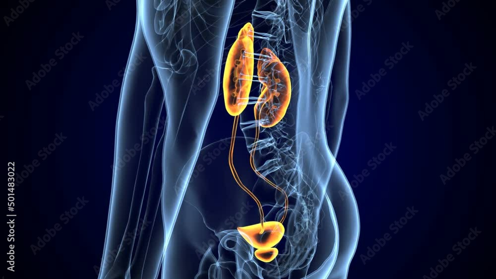 3d render urinary system anatomy Stock Video | Adobe Stock