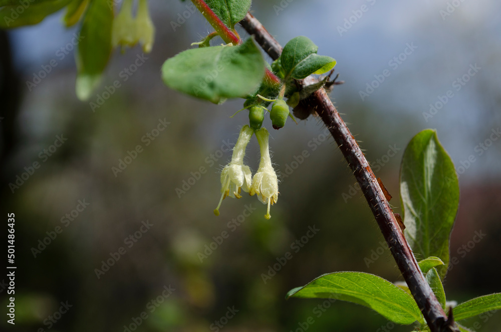 Blue-berried Honeysuckle (Lonicera caerulea var. edulis) in orchard ...