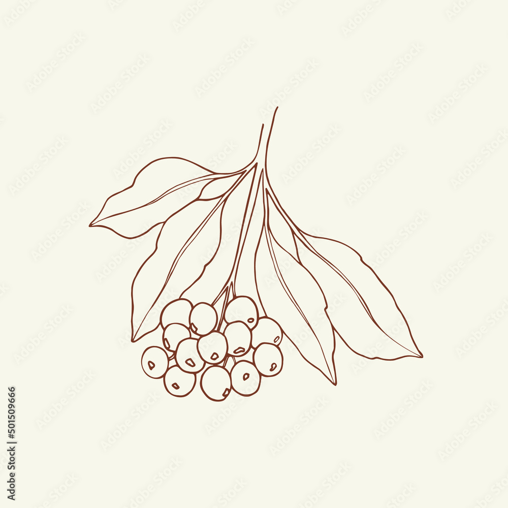 Hand drawn lilly pilly illustration. Sketch Australian native plant ...