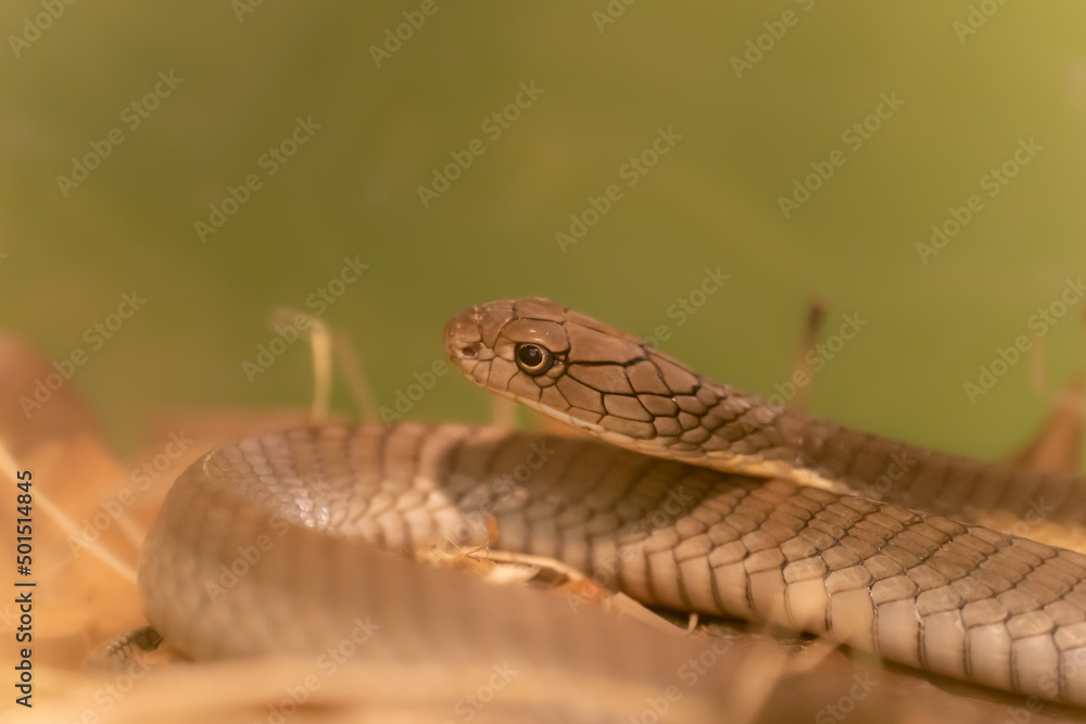closeup of gray snake on the green background. Morning sun. snake in ...