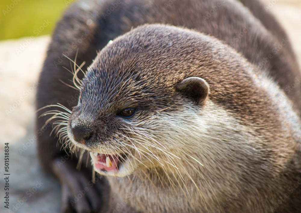 Angry Otter