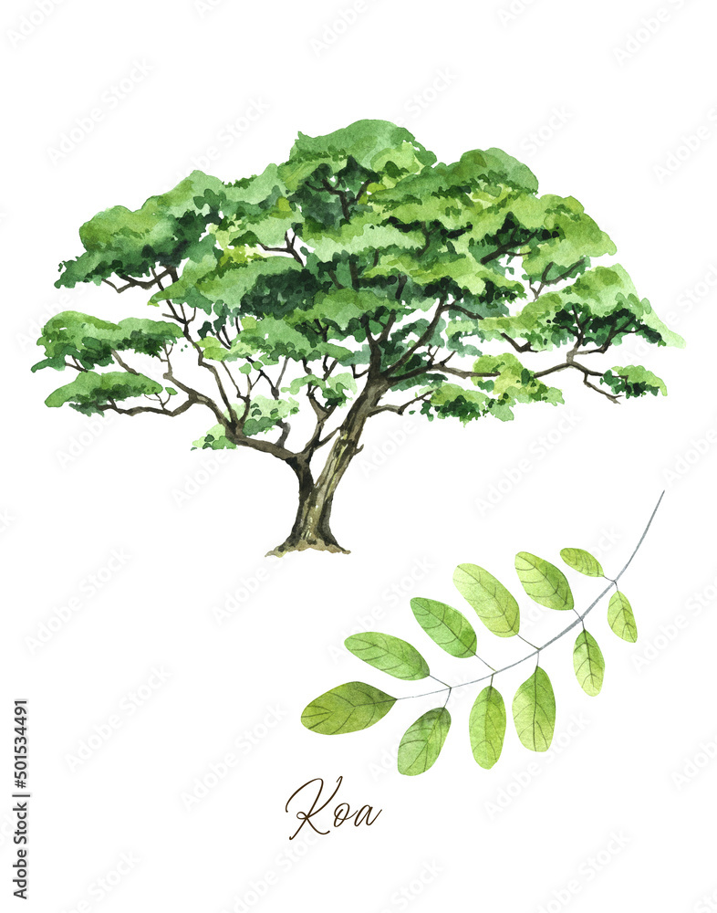 Koa tree wall art, green tree isolated on white Stock Illustration ...