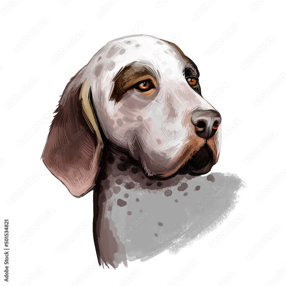 Burgos Pointer dog breed isolated on white background digital art ...