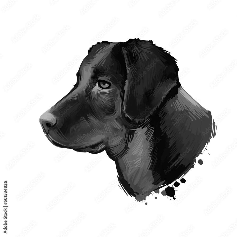 C o de Castro Laboreiro dog breed isolated on white background digital ...