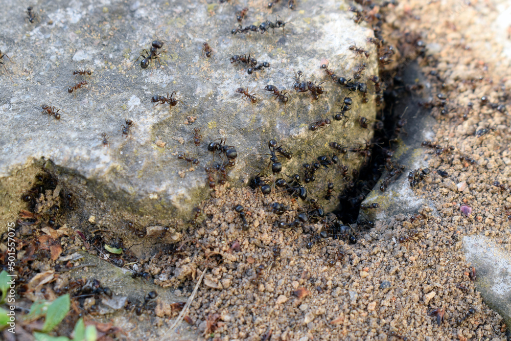 Ant colony in the gorge of paving slabs. Ants in the yard of a private ...