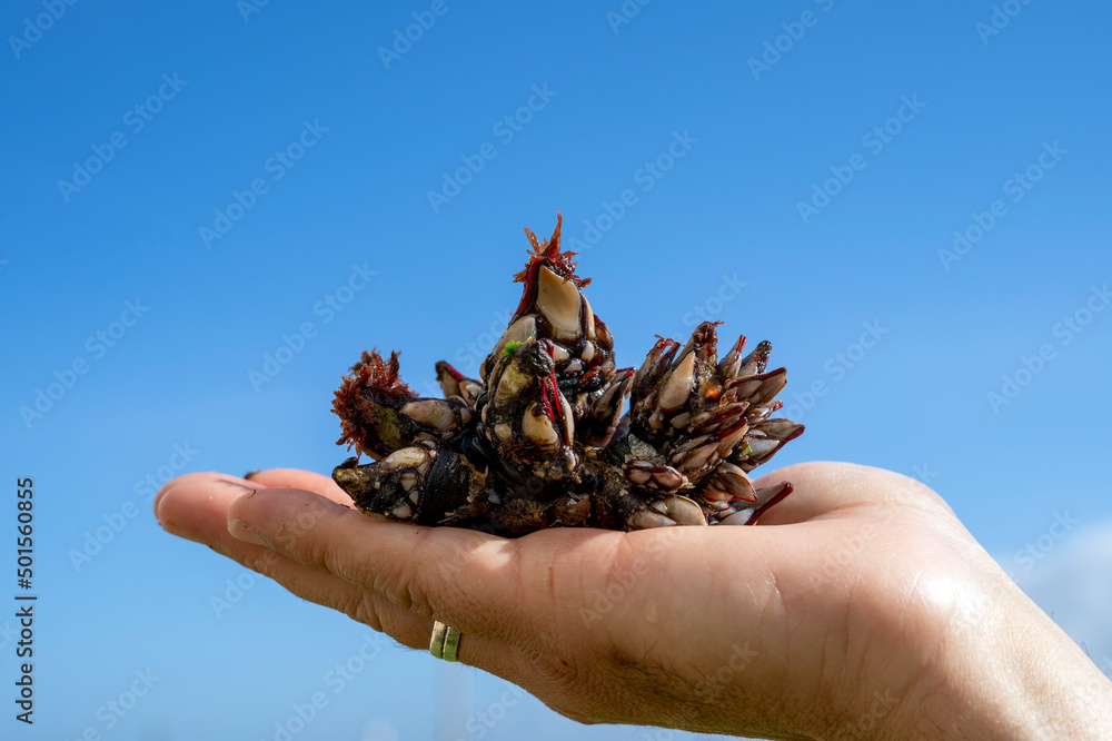 Foto de Goose barnacles known as perceves. Famous seafood from ...