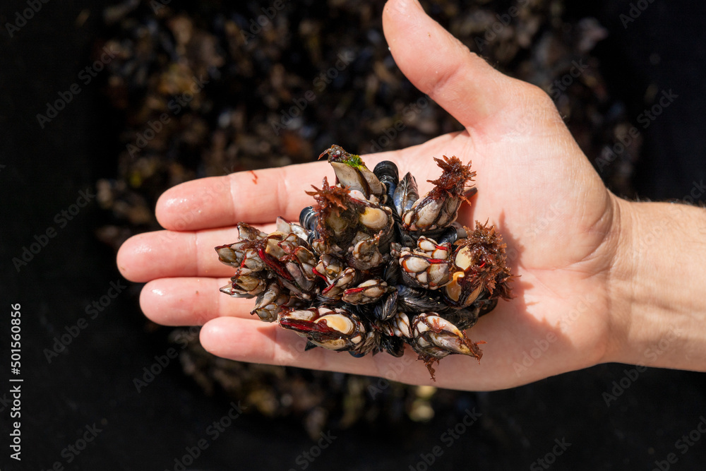 Goose barnacles known as perceves. Famous seafood from crustaceans ...