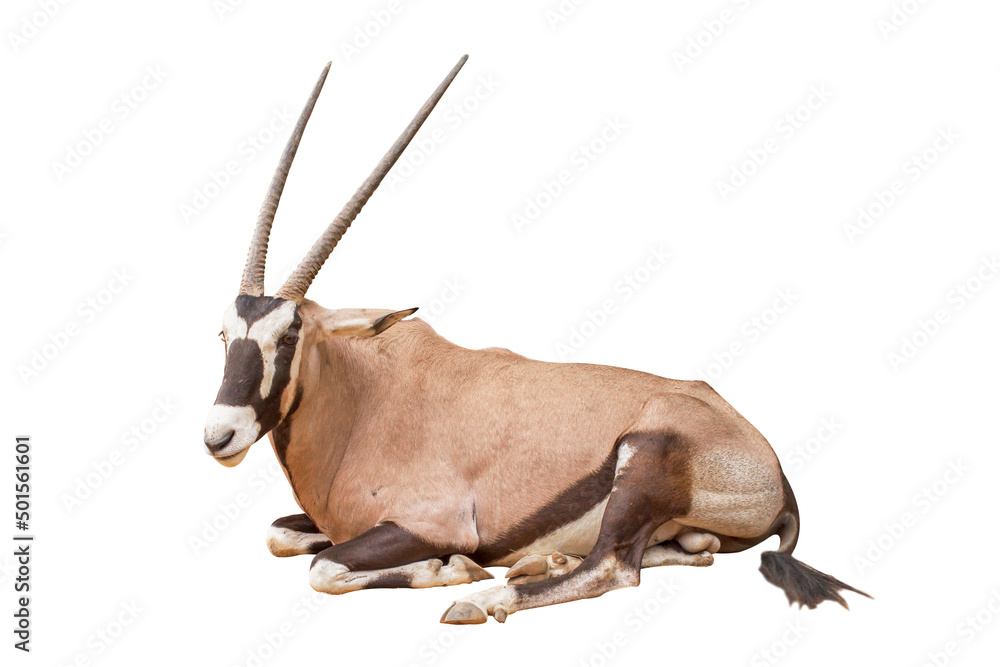 Foto de Wild Arabian Oryx leucoryx,Oryx gazella or gemsbok isolated on ...