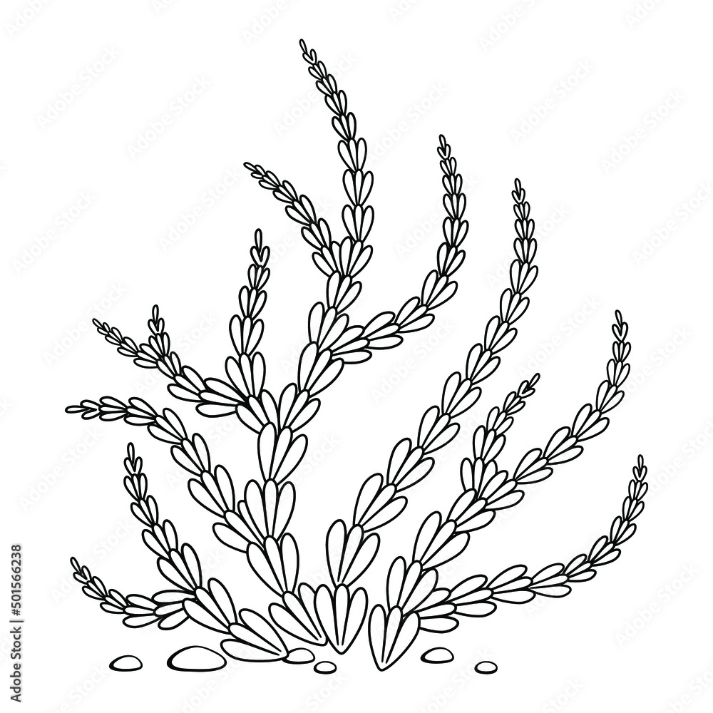 Underwater algae. Black and white graphics of aquatic plants for ...