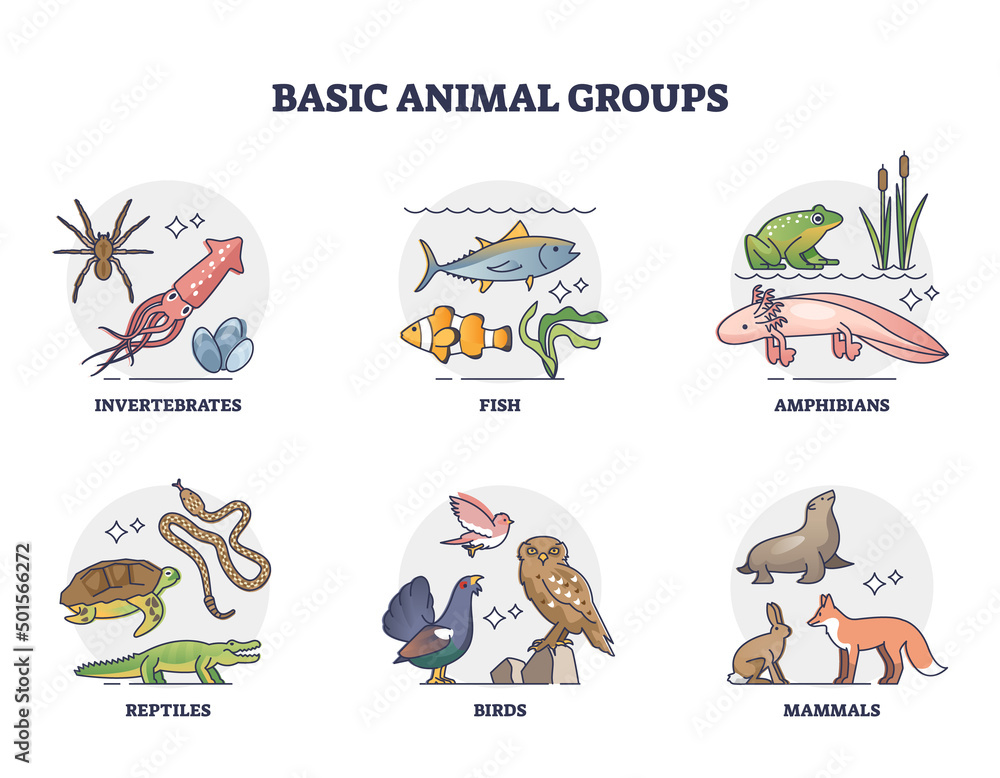 Poster Basic Animal Groups And Biological Nature Categories Division