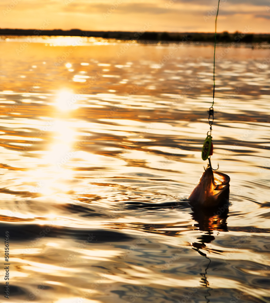 Fishing at sunset. Catching predatory fish on spinning. Sunset colors ...