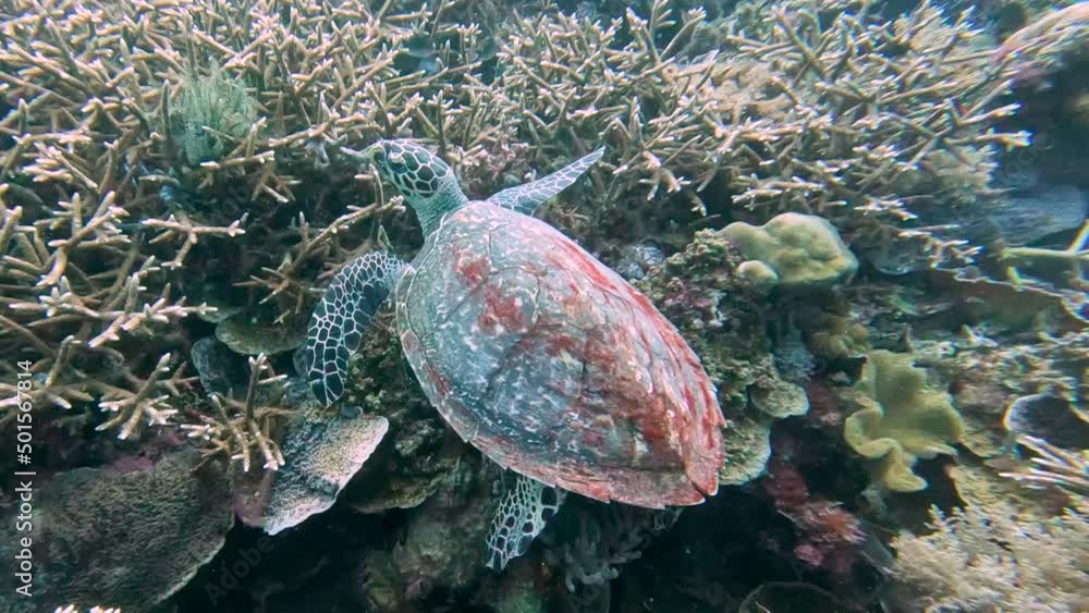 Vídeo do Stock: A large Hawksbill sea turtle with beautiful shell ...