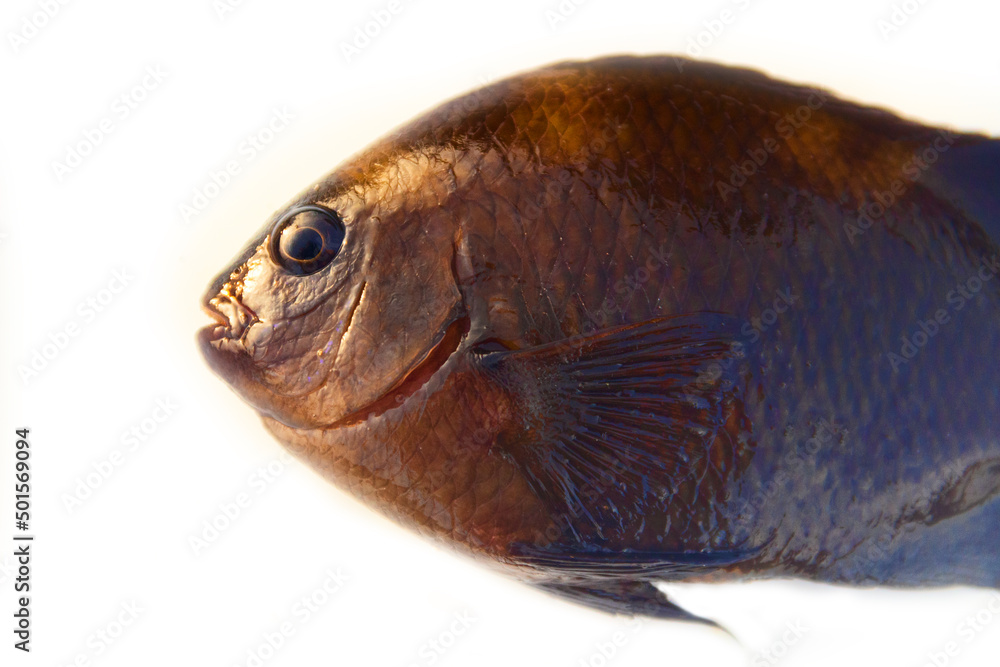 Cichlid (Cichlidae), Red tilapia (oreochromis spp.) artificially bred ...
