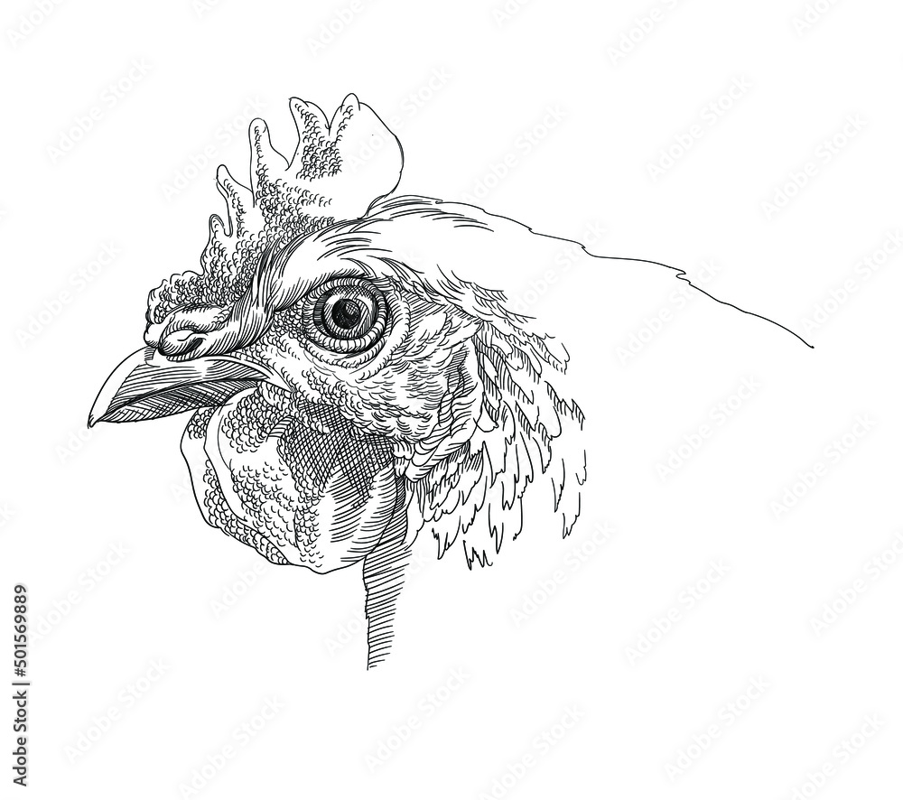 image of a rooster, chicken, head, sketch. vector illustration Stock ...