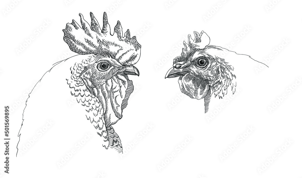 image of a rooster, chicken, head, sketch. vector illustration Stock ...