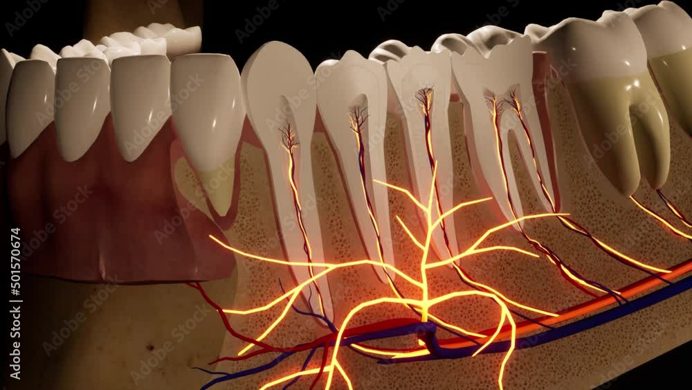 Tooth - detail model - 3D model animation on a black background. Nerves ...