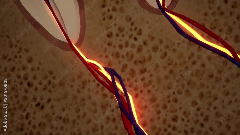 Video „Toothache. Anatomical detailed section of the teeth. Nerve ...