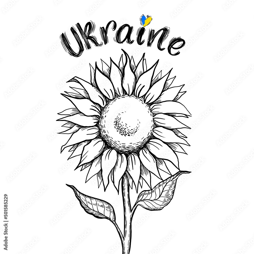 Sunflower symbol of Ukraine. Black and white sketch with colored heart ...