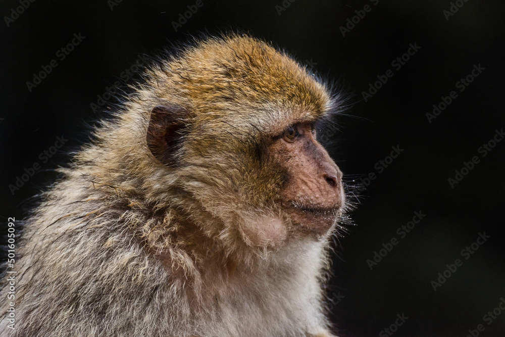 Barbary Macaque, Macaca sylvanus. Monkeys from the forests in the Atlas ...