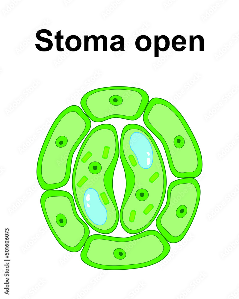 Scientific Designing of Stoma Open. Colorful Symbols. Vector ... Scientific Designing of Stoma Open. Colorful Symbols. Vector ...