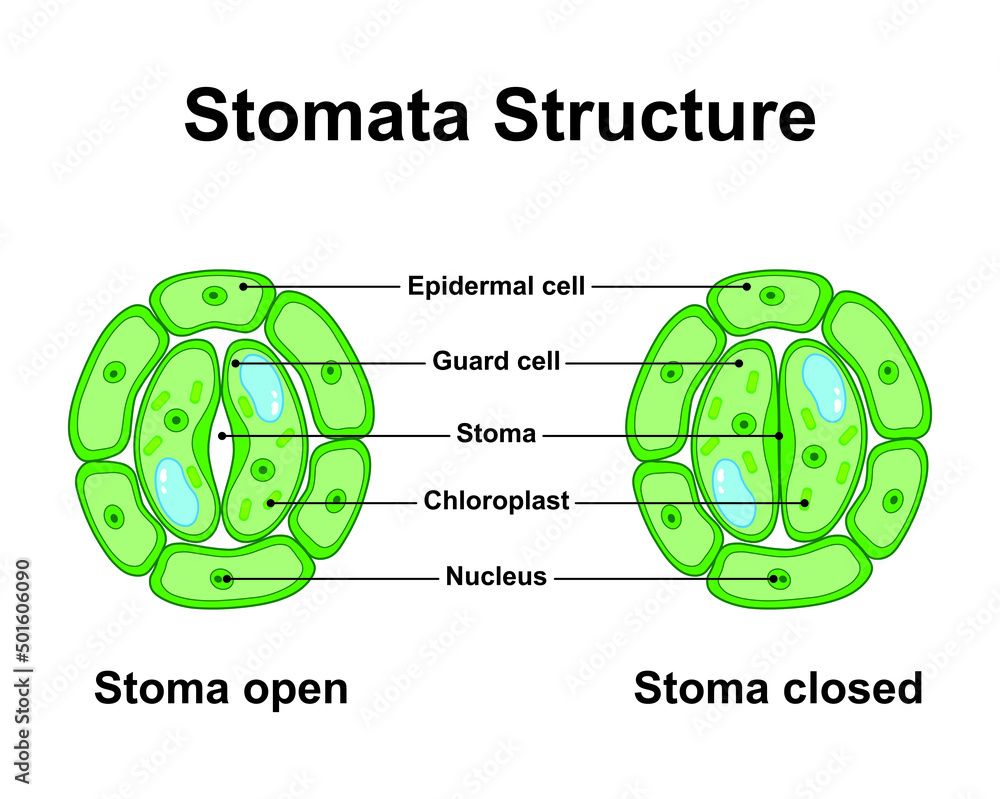 Scientific Designing of Stomata Structure. Stoma Open And Stoma Closed ... Scientific Designing of Stomata Structure. Stoma Open And Stoma Closed ...
