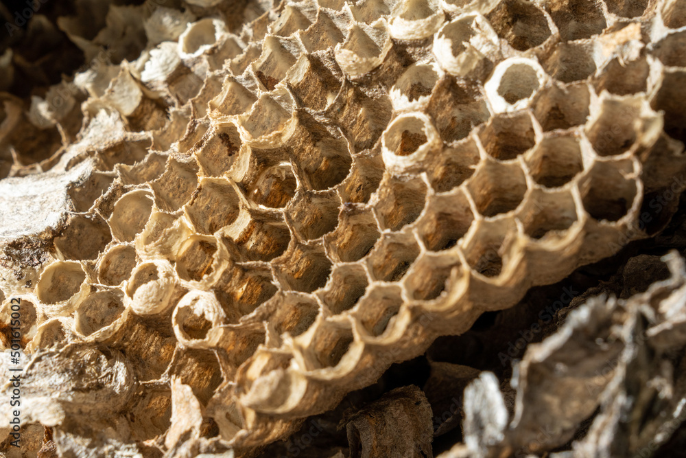 honeycomb hive Stock Photo | Adobe Stock