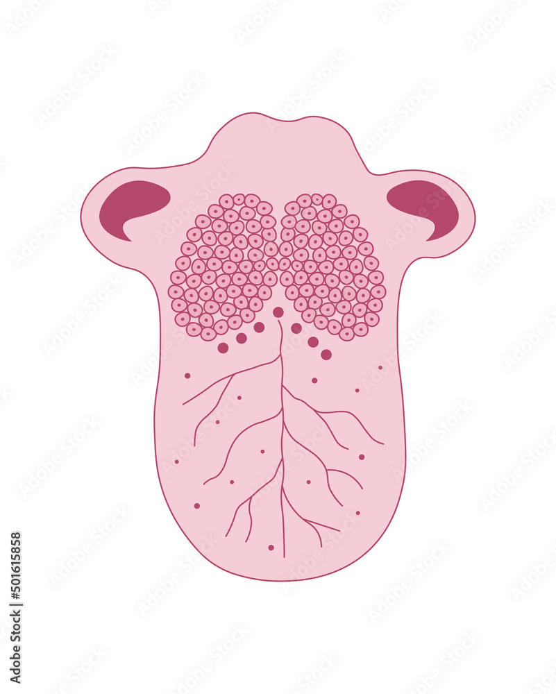 Scientific Designing of Human Tongue Structure. Colorful Symbols ...