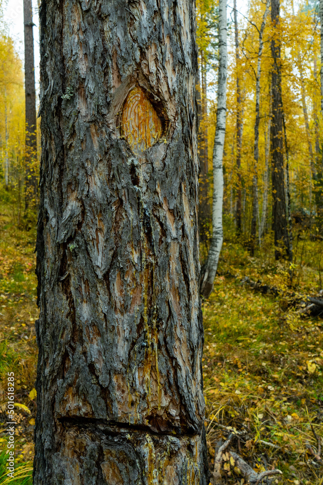 Damaged pine trunk. Pine with damaged bark and protruding resin Stock ...