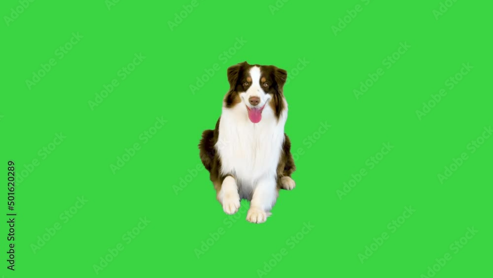 Australian Shepherd dog sitting and lying down on a Green Screen ...